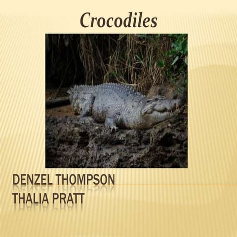 Crocodiles project | PPTX