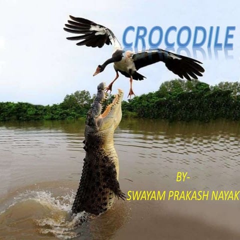 Crocodiles Pptx