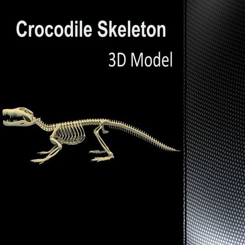 Crocodile Skeleton | PPT