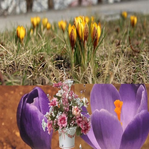 Crocus (GIF) | PPT