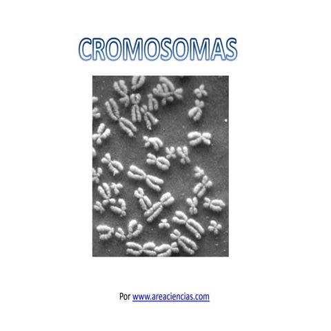 Cromosomas | PPTX