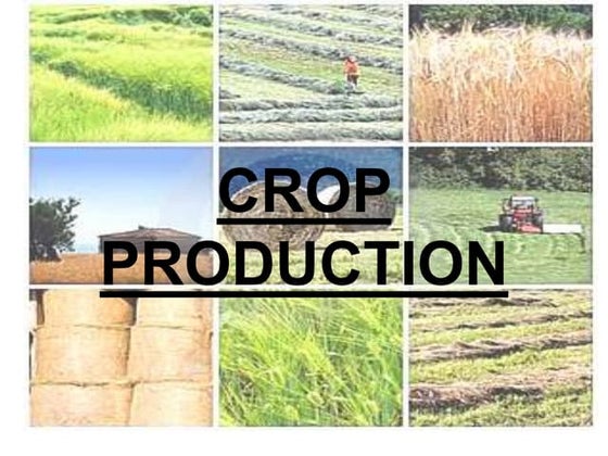 Basic practices of crop production | PDF | Agriculture | Industries