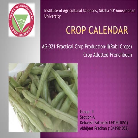 Crop calender -Rabi-frenchbean | PDF