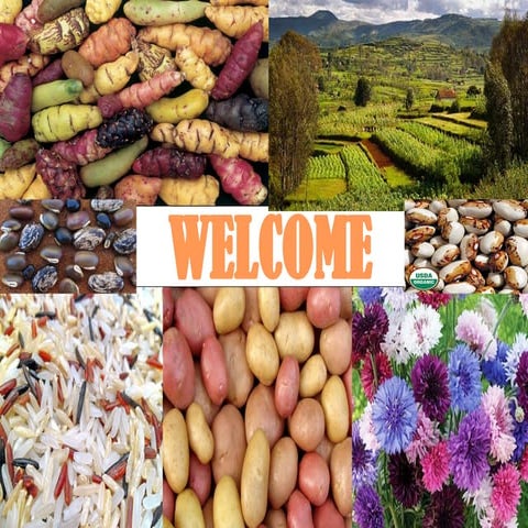 CROP DIVERSIFICATION IN CEREAL CROPS THROUGH INTERCROPPING.pptx