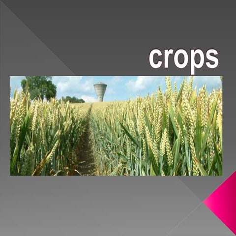 Crops | PPTX