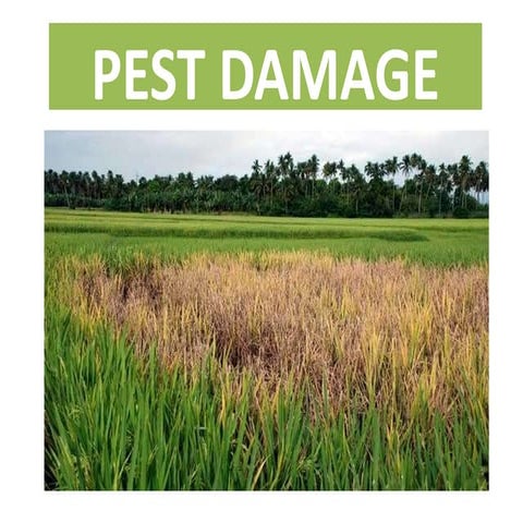 Crop science pest damage(orig) | PPTX