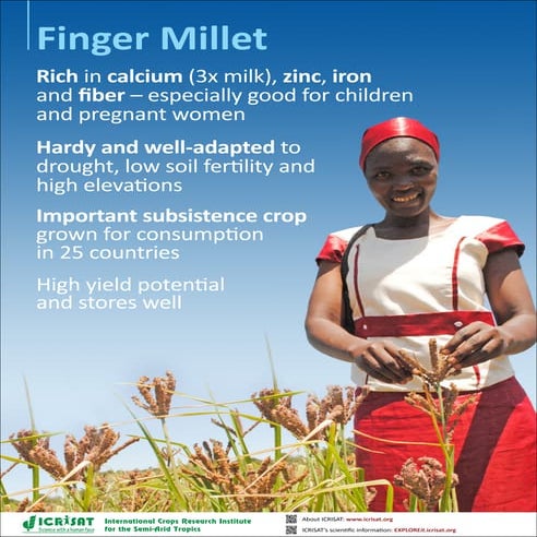 Crops poster finger millet | PDF