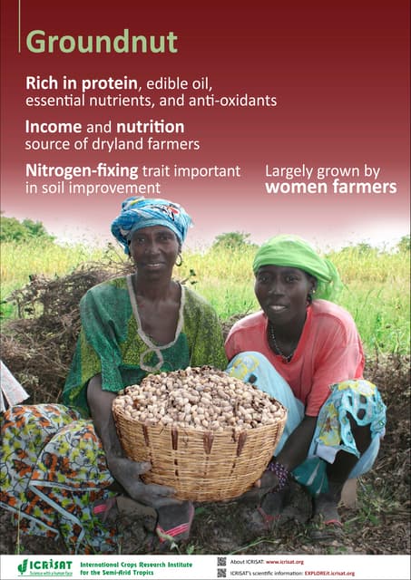 Crops poster pearl millet 1 | PDF