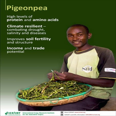 Crops poster pigeonpea | PDF