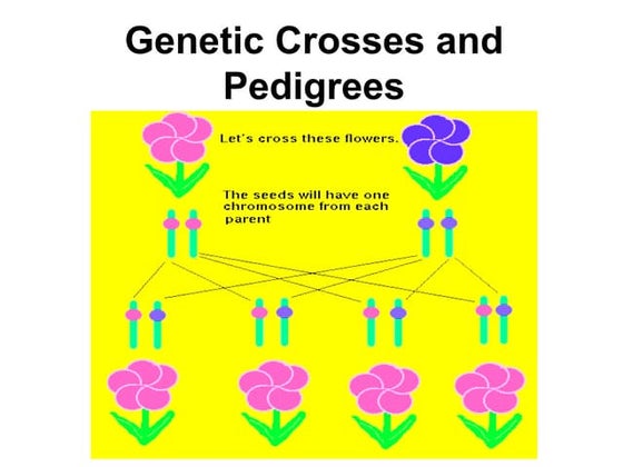 Incomplete dominance | PPT | Genetics | Science