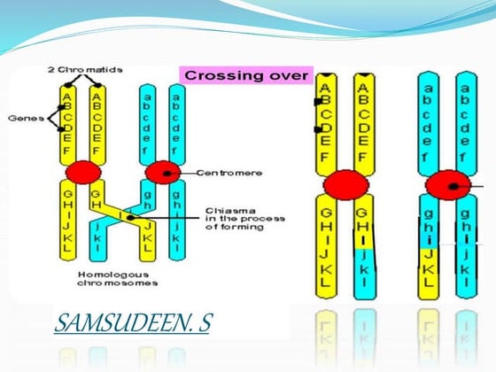 Chromosomes Types | PPT