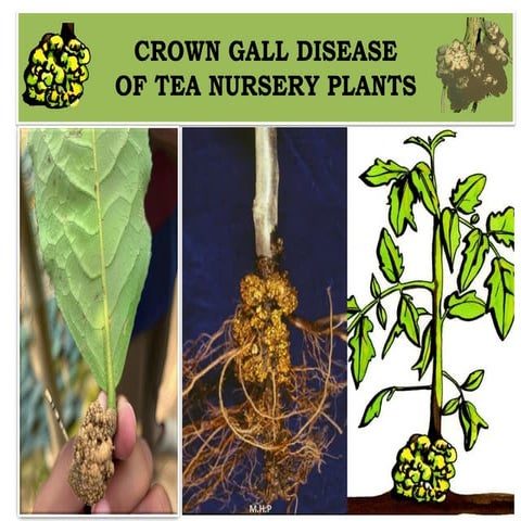 CROWN GALL DISEASE OF OF TEA NURSERIES.pdf