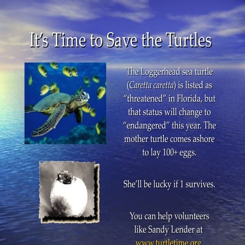 Turtle powerpoint | PPTX