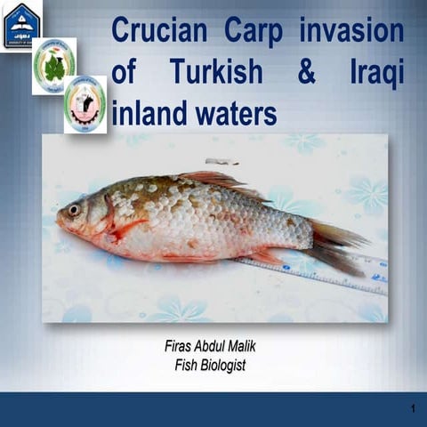 Crucian carp | PPTX