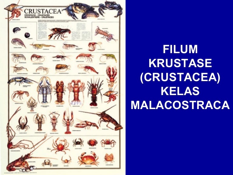 Crustacea
