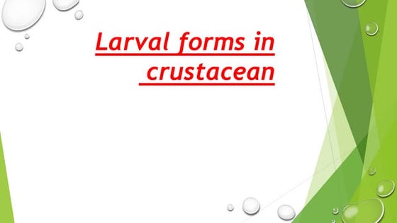 Larval forms of echinoderms | PDF