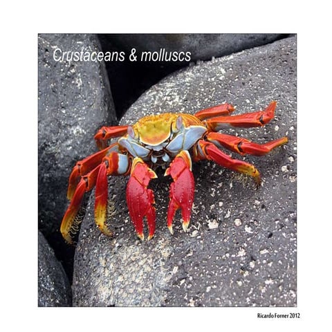 Crustaceans & molluscs | PPSX