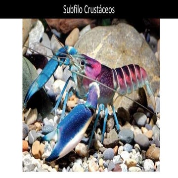 Crustaceos | PPTX
