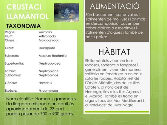 Llargandaix pirinenc | PPTX