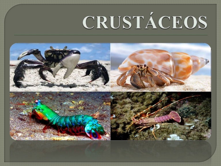 Crustaceos Exemplos