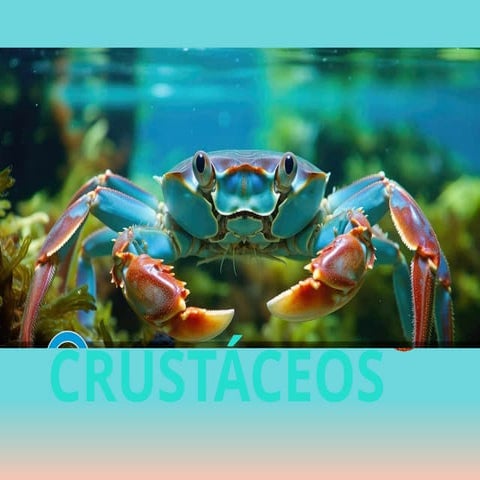 PPT DEL CURSO DE BIOLOGIA DE CRUSTACEOS PDF | PDF