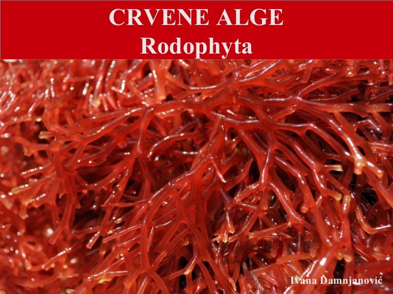 Crvene alge-Rodophyta