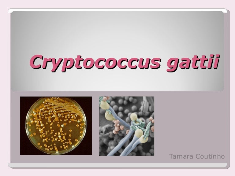 Cryptococcus Gattii