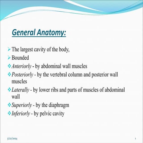 Abdomen Anatomy - Made Easy | PPTX