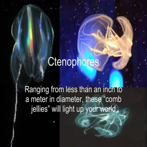 Ctenophores | PPT