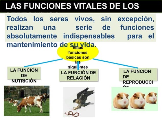 Las funciones vitales de los seres vivos | PPT