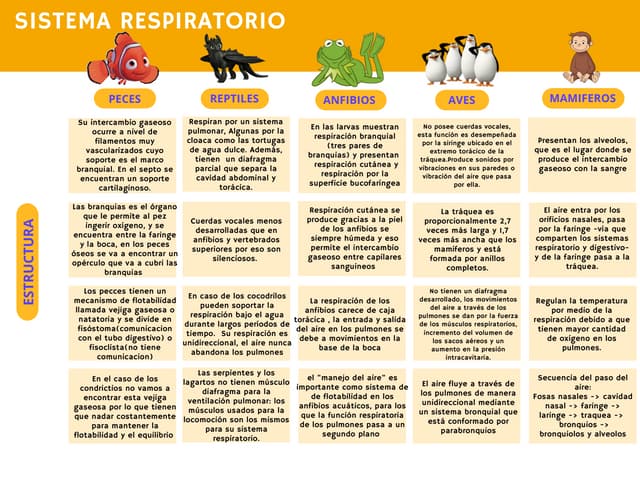 Cuadro Comparativo Sistema Respiratorio Amrm Udocz - vrogue.co Cuadro Comparativo Sistema Respiratorio Amrm Udocz - vrogue.co