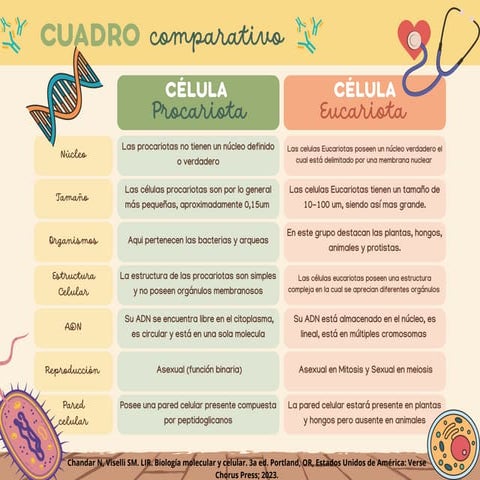 Cuadros Comparativos Entre Clula Procariota Y Eucariota Cuadro