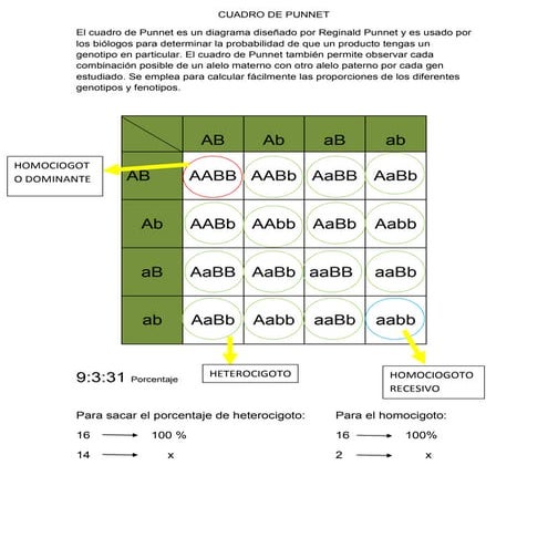 Genotipo Cuadro De Punnett