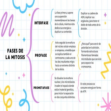 Fases De La Mitosis Para Niños Cuál Es La Importancia De La MITOSIS?