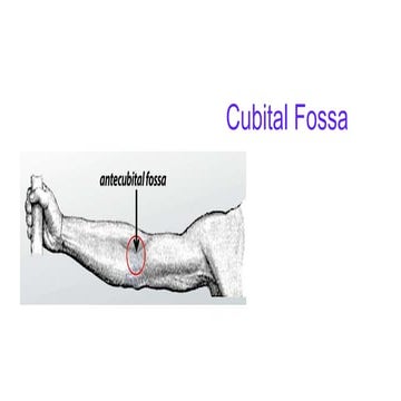 Cubital Fossa.pptx