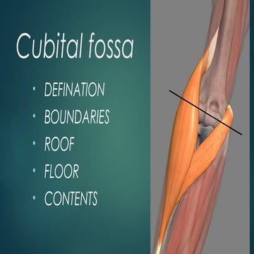 CUBITAL FOSSA.pptx