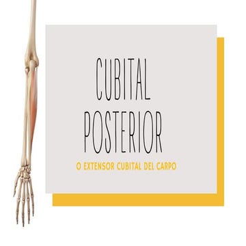Cubital posterior anatomía pdf practico de anatomía | PDF | Death ...