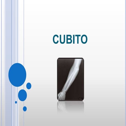 Cubito y radio (m) | PPTX