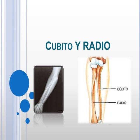 Cubito y radio (m) | PPTX