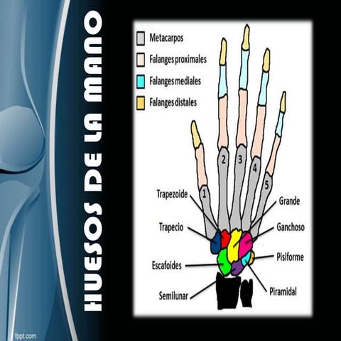 Cubito radio y huesos de la mano | PPT