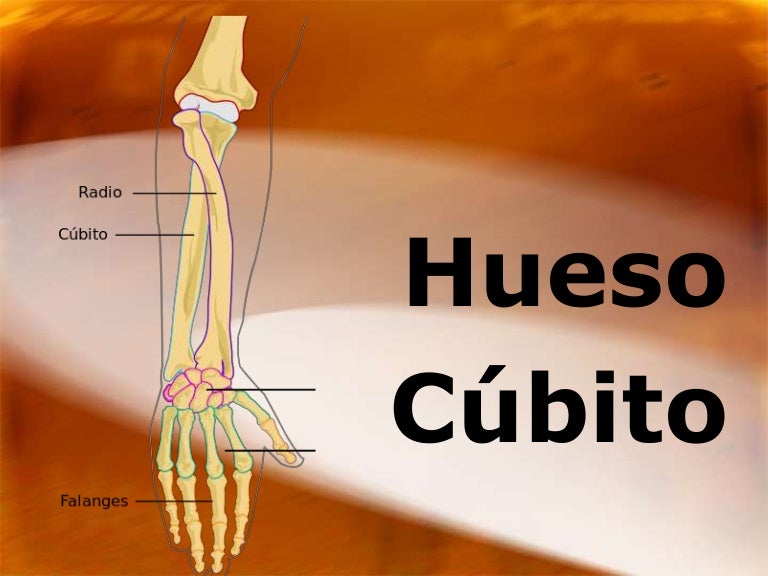 Hueso Cúbito