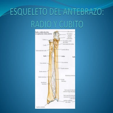 Cbito Y Radio Huesos Del Cuerpo Humano Anatomia Del Hueso