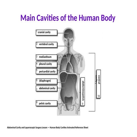 cub_surg_lesson01_bodycavitiesrefsheet_v3_tedl_dwc.ppt