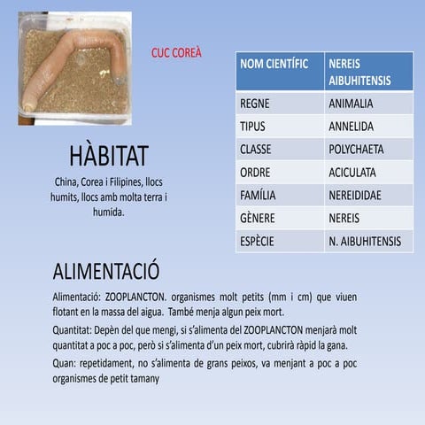 Cuc cuc coreà | PPTX