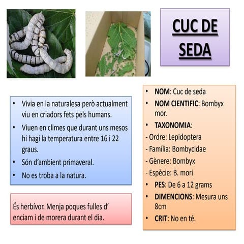 Cuc cuc de seda | PPTX