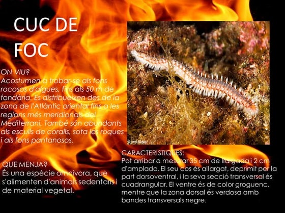 Cuc de foc | ODP