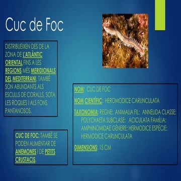Cuc de foc | PPTX