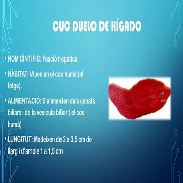 Cuc duelo de hígado | PPTX