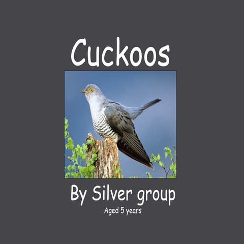 Cuckoo | PPT | Birdwatching | Hobbies & Interests