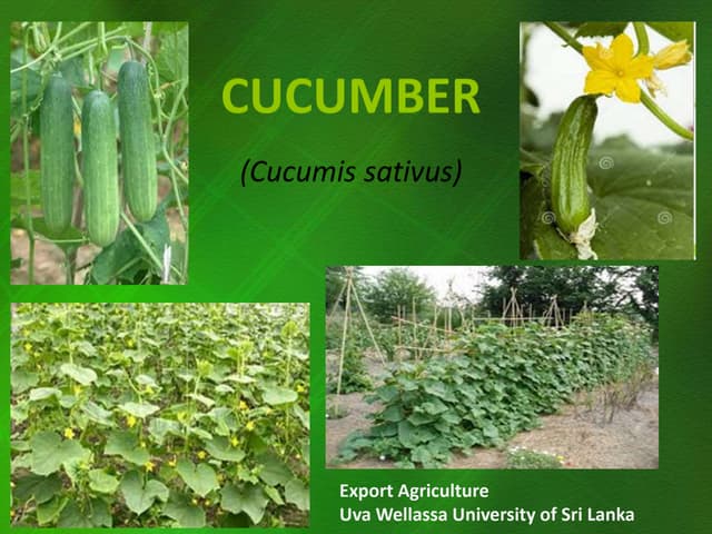 Production technology of Cucumber | PPTX